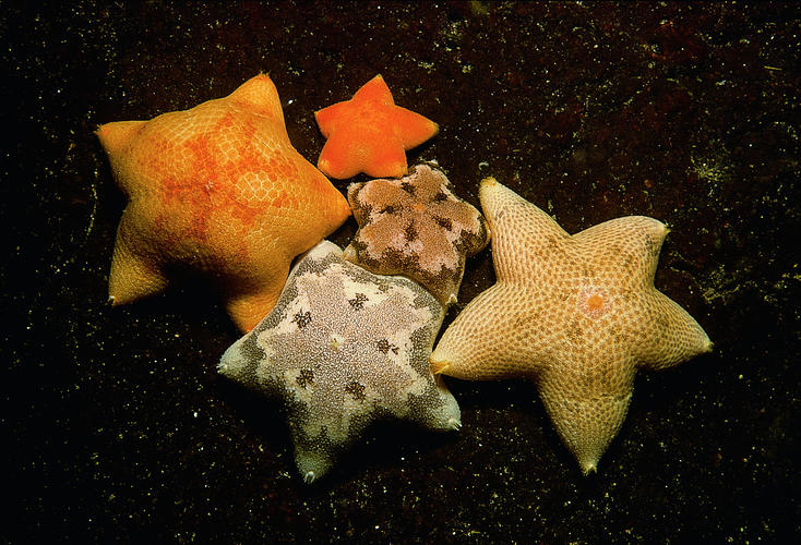 EC16 SLIME STAR -- KnowBC - the leading source of BC information