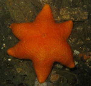 EC16 SLIME STAR -- KnowBC - the leading source of BC information