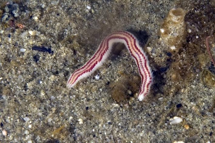 AN24A RED AND WHITE PADDLEWORM -- KnowBC - the leading source of BC ...